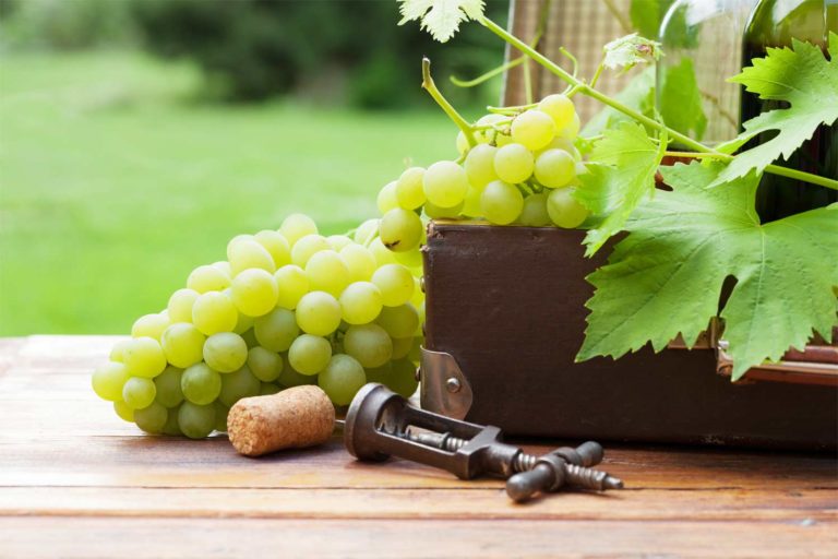 Boxes For Grapes | Boxes For Fruit . The best packaging for you fruits.